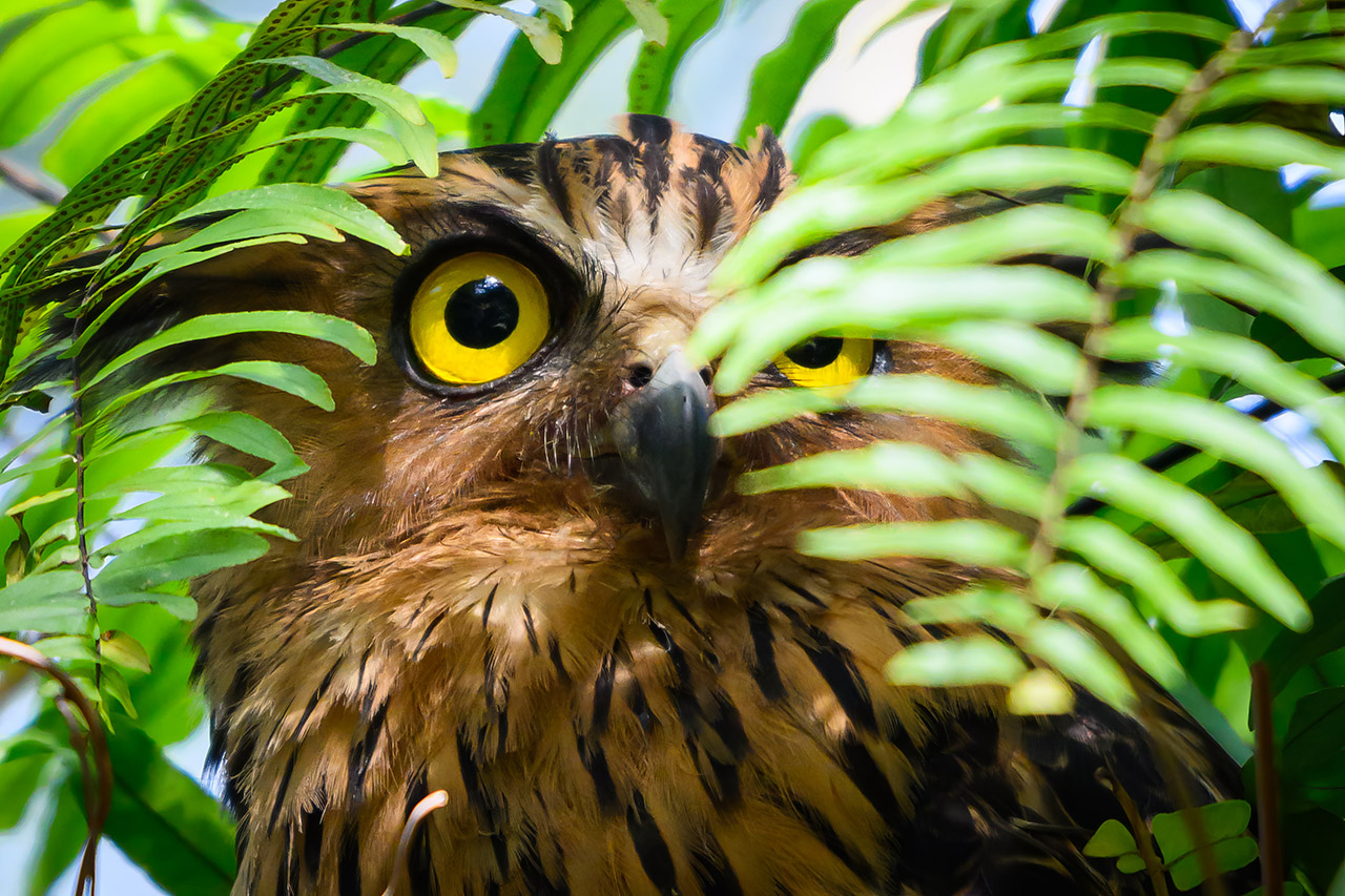 Chasing Feathers with Jason - Nikon School Singapore