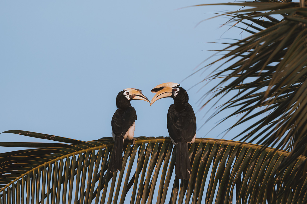 Chasing Feathers with Jason - Nikon School Singapore