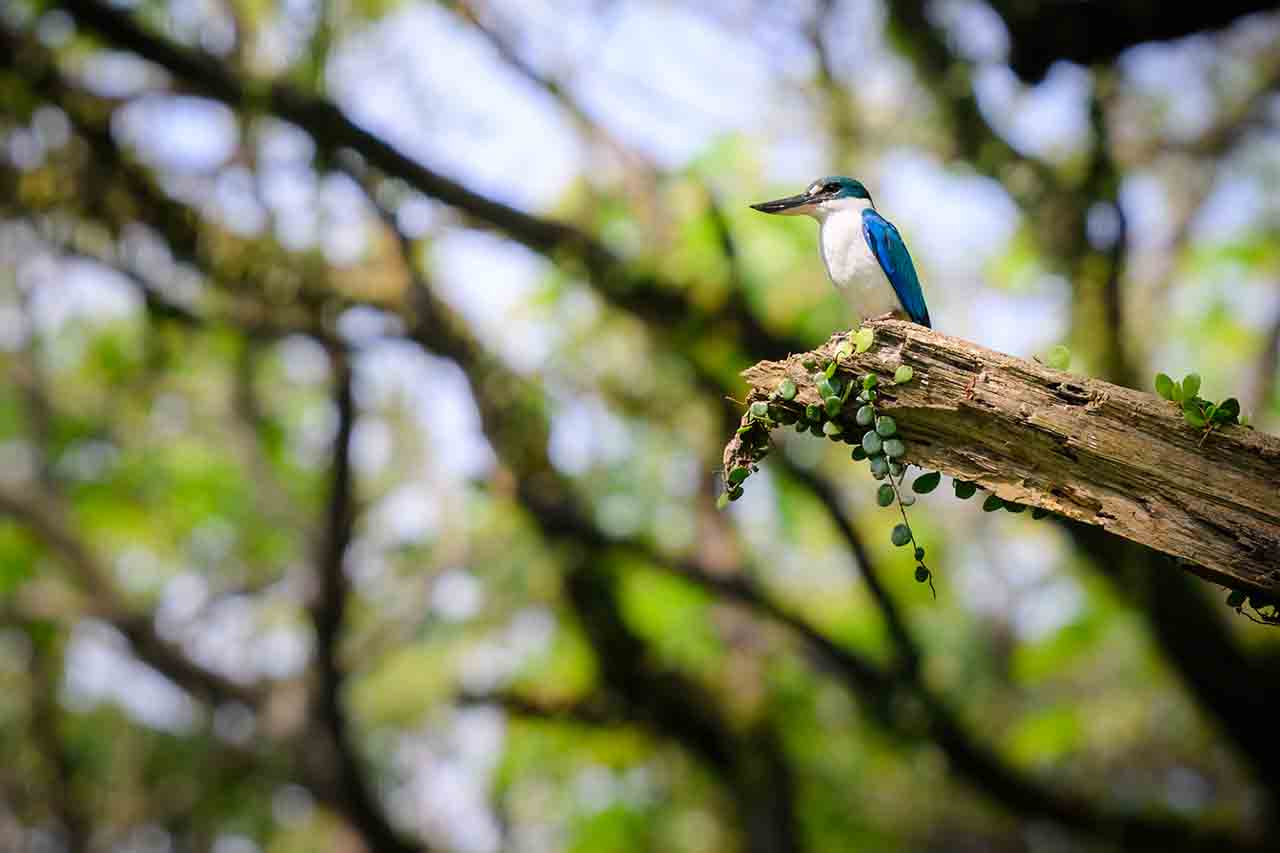 Chasing Feathers with Jason - Nikon School Singapore