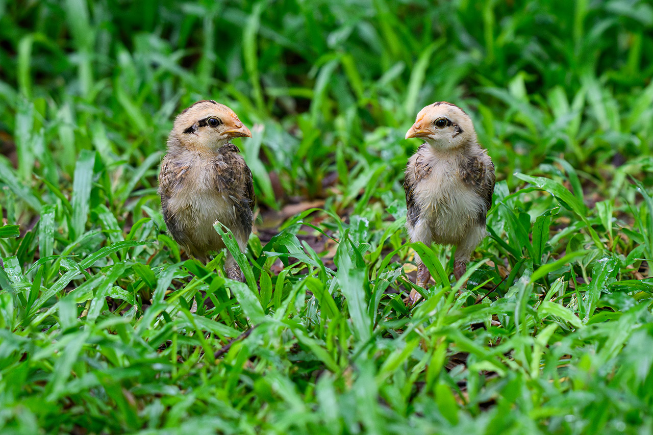 Chasing Feathers with Jason - Nikon School Singapore